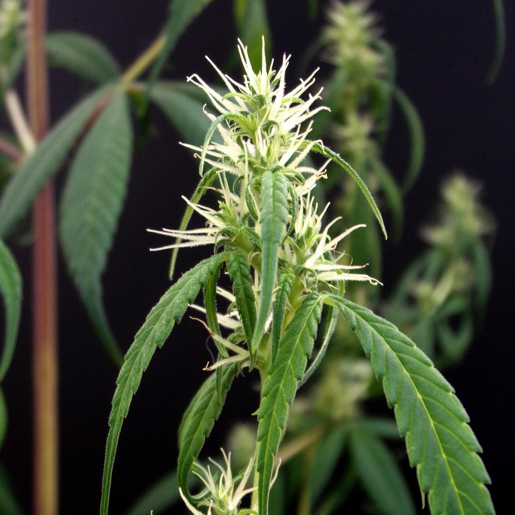 Rasol Village Hash Plant - Dagga Garden