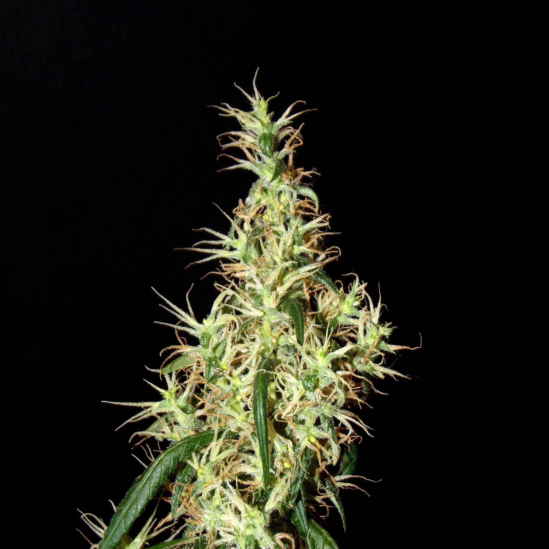 Rasol Village Hash Plant - Dagga Garden