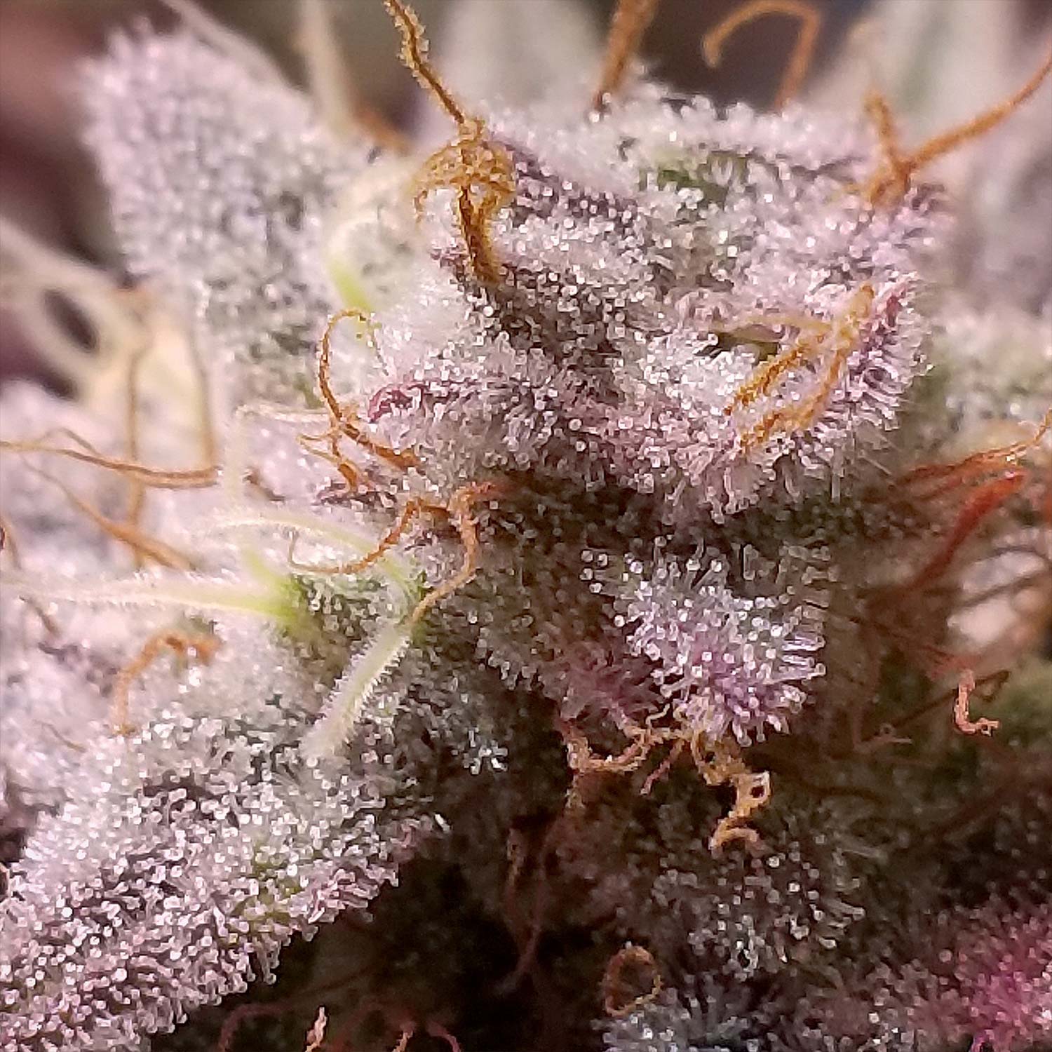 Dr. Acula F2 (CBD Rich) - R4 x (Herijuana x Good Medicine -Bodhi ...