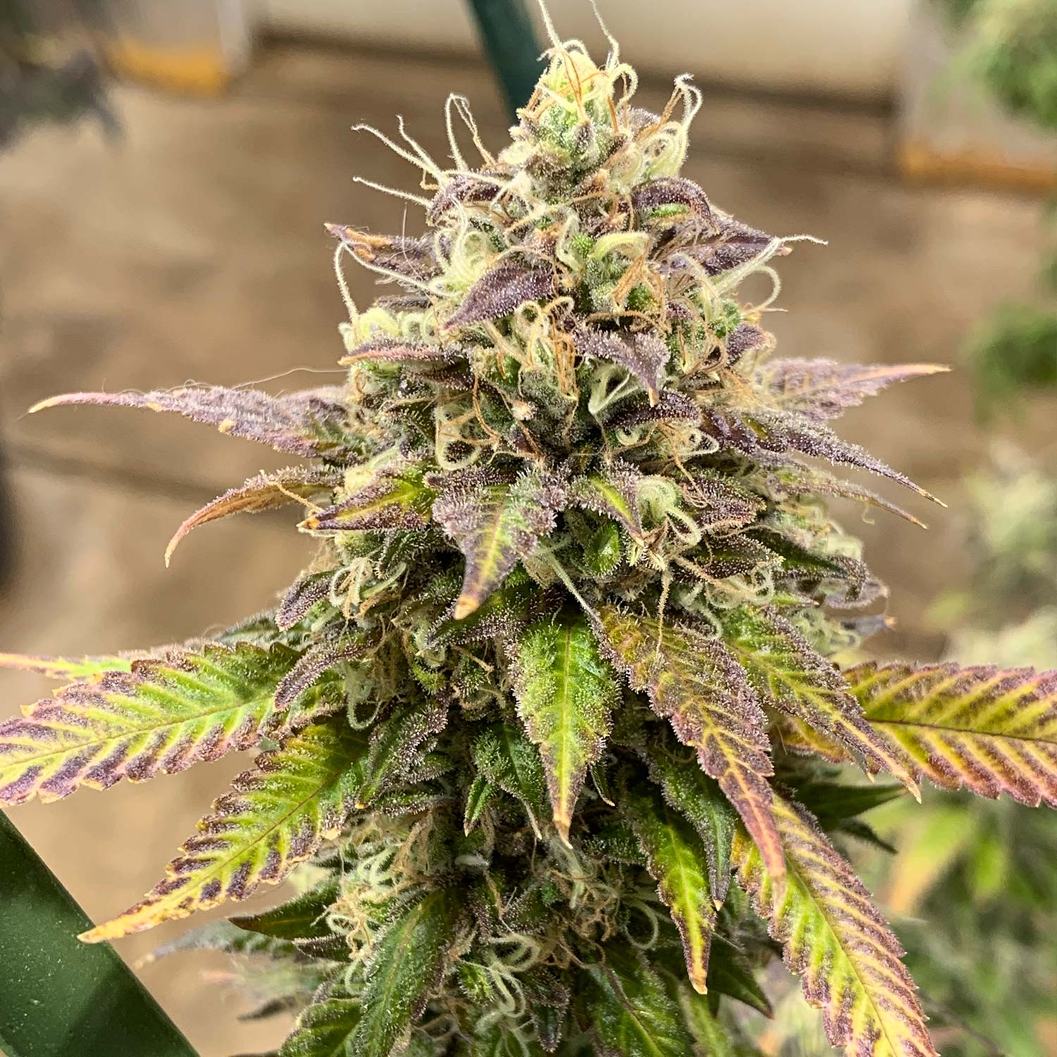 Candy Flip - Sour Diesel x Dr. Hoffman (Acid x Sour Pez) - Dagga Garden