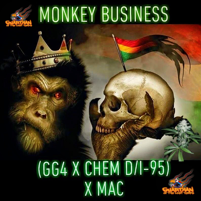 Chem Gorilla Mac (GG4/Chem/I-95) x MAC F1 - Dagga Garden