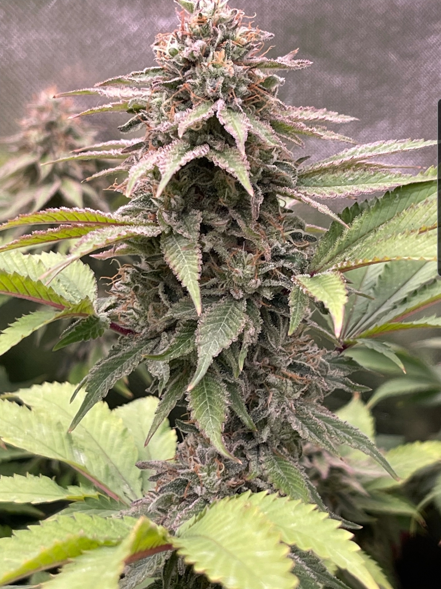 Bob's Chetter (Bruce Banner #3 x Space Cheese) - Dagga Garden