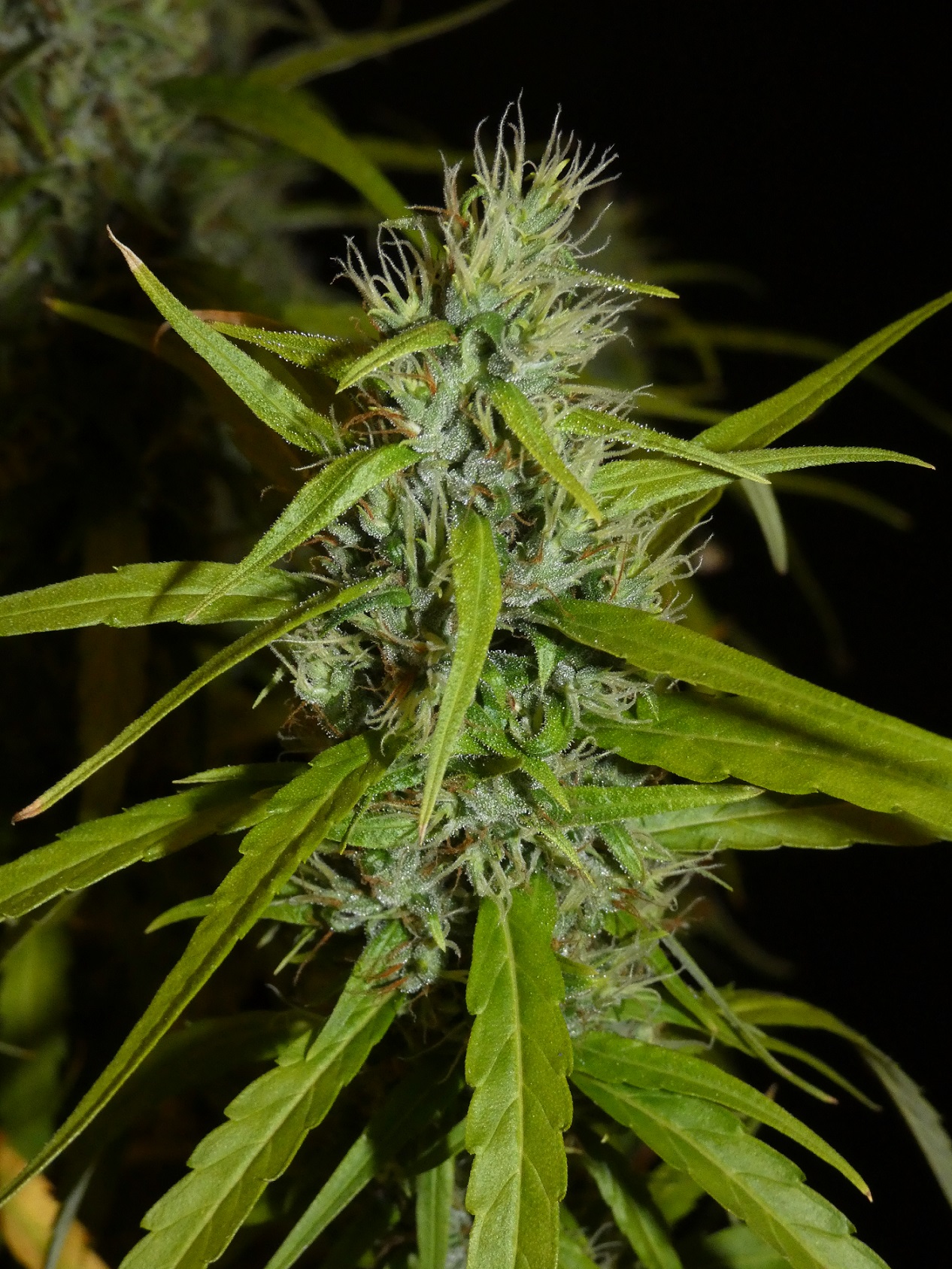 Filipino Kibungan - Dagga Garden