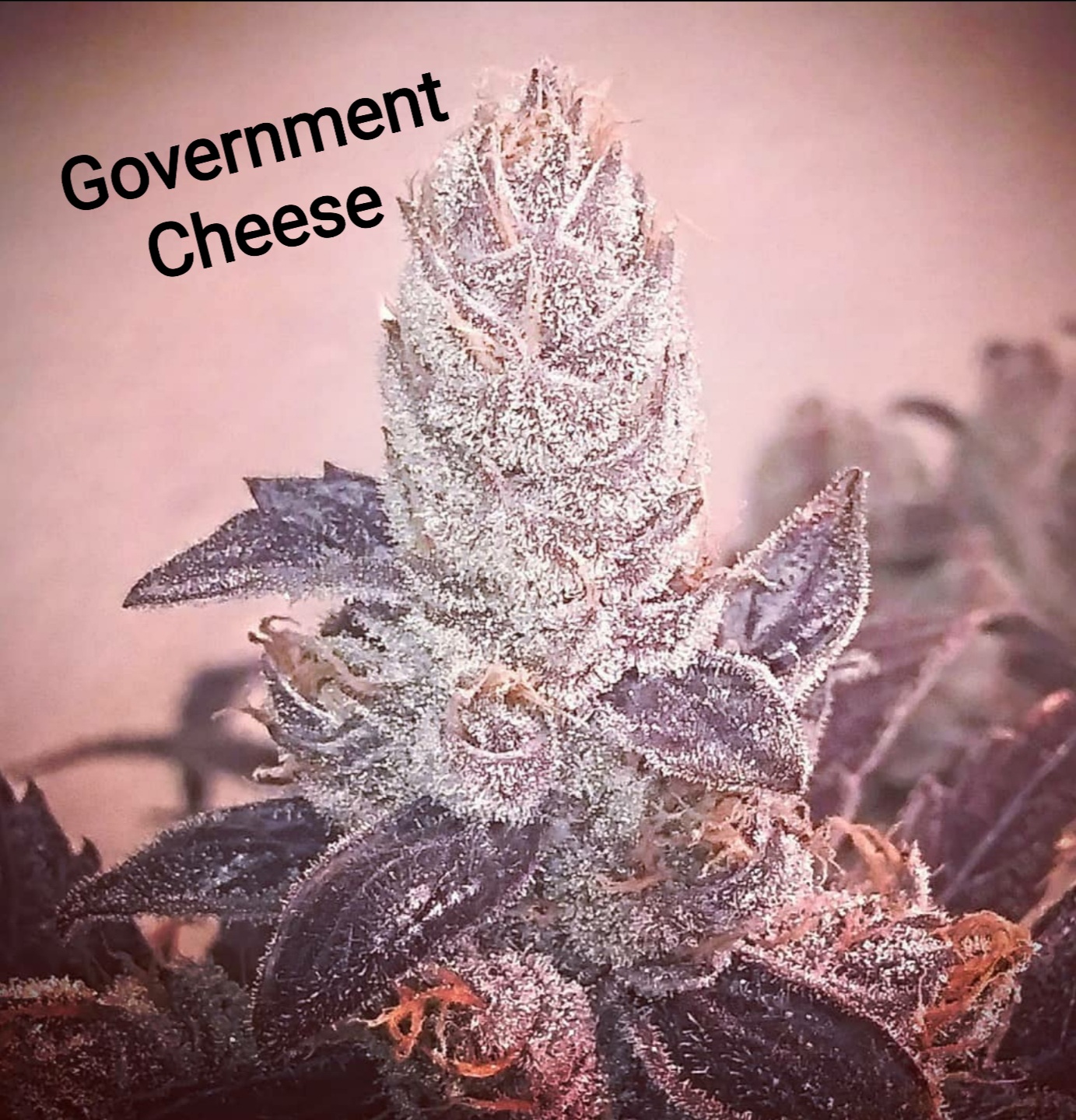 Government Cheese (GMO x Space Cheese) - Dagga Garden