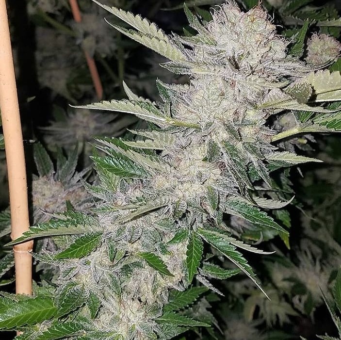 Pucker Punch (Bloodwreck x Norton) - Dagga Garden