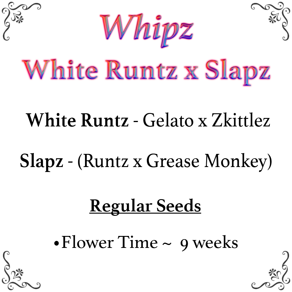 White Runtz x Slapz - Dagga Garden