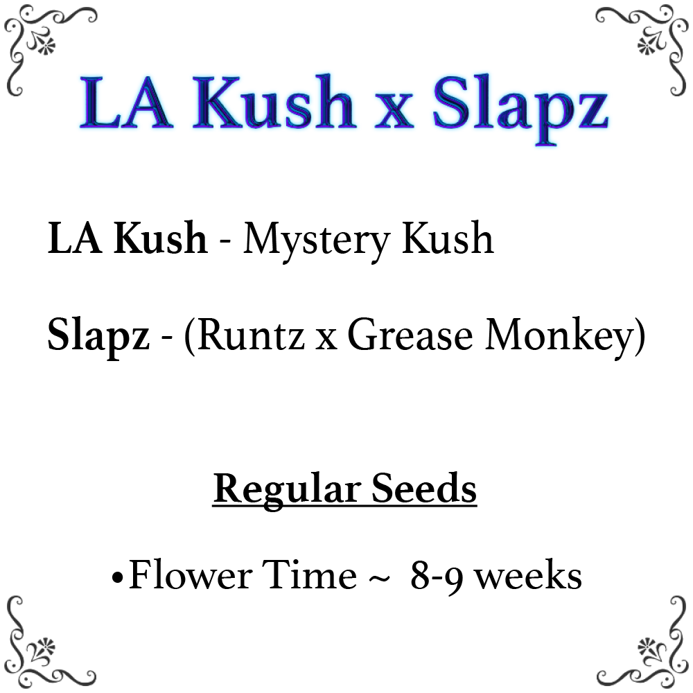 LA Kush x Slapz F2 - Dagga Garden