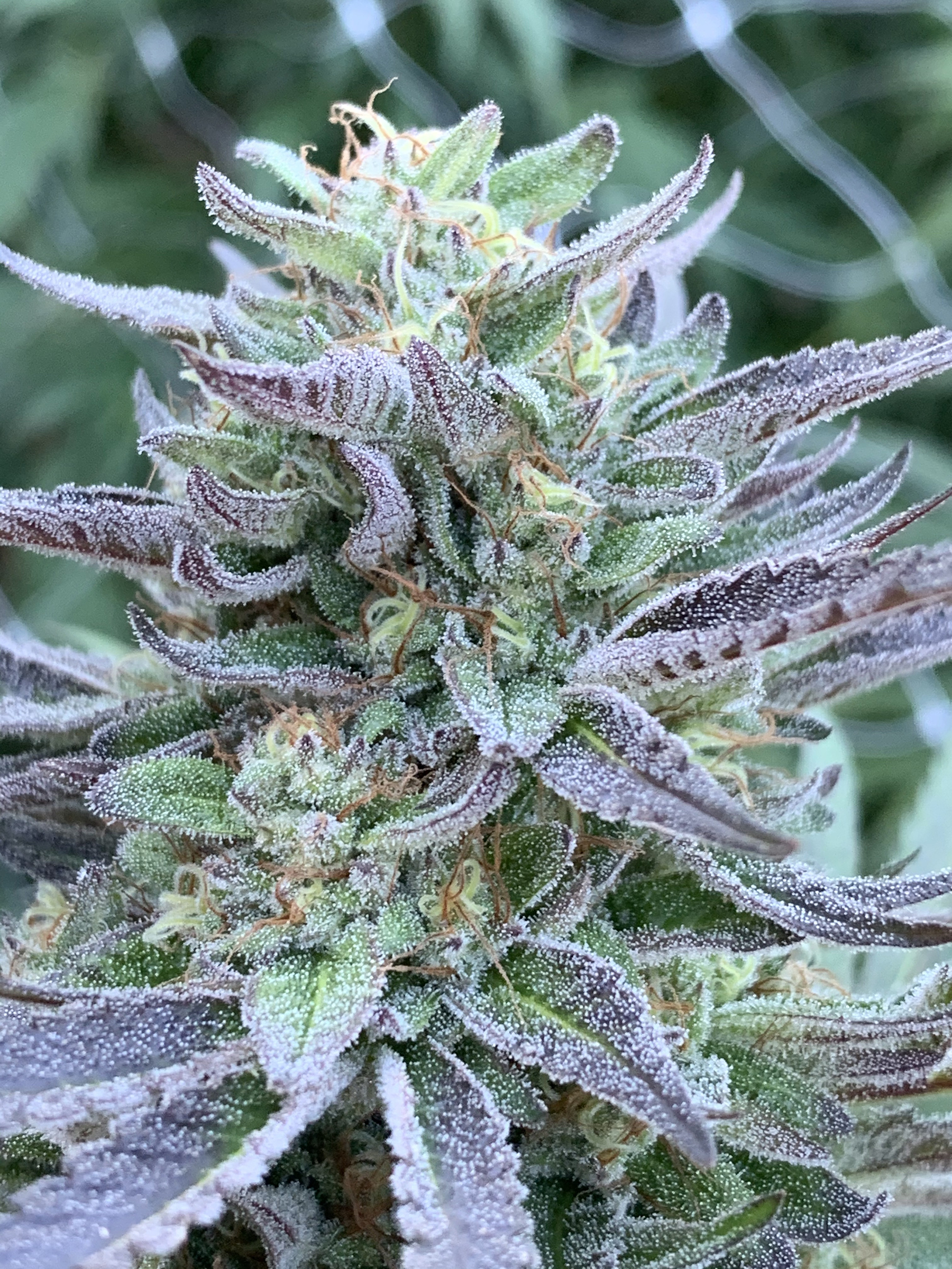 LA Kush x Slapz F2 - Dagga Garden