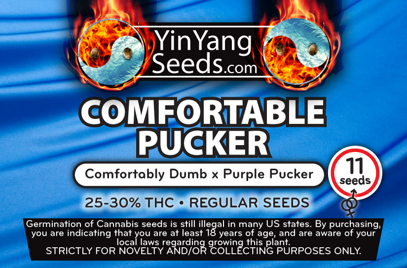 Comfortable Pucker (Comfortably Dumb x Purple Pucker) - Dagga Garden