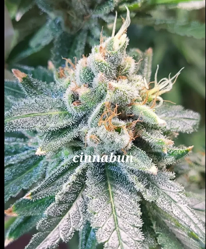 Blueberry Cinnabun F1 (Hazelnut Creme x Blueberry Hash) - Dagga Garden