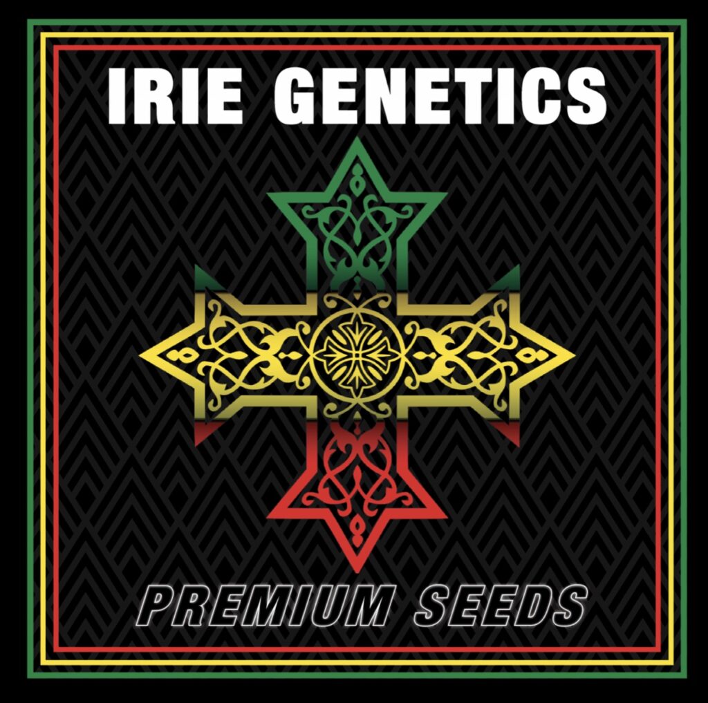 Double Dose (Do-Si-Dos X Arise) - Dagga Garden