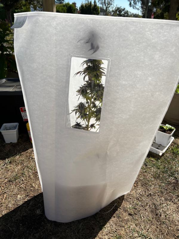 Pollen Bag - Whole Plant - Dagga Garden