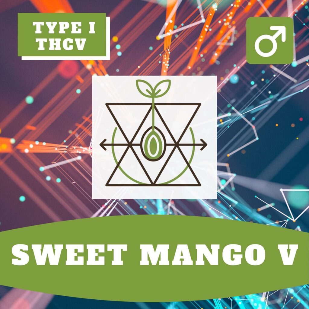 Sweet Mango V(Real Seeds Thai IBL x Kunduz D F3) - Dagga Garden