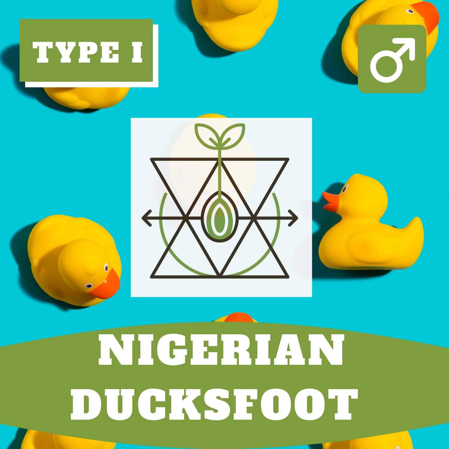 Nigerian Ducksfoot - Nigerian Landrace (Duckfoot Pheno) x Acer 1 ...