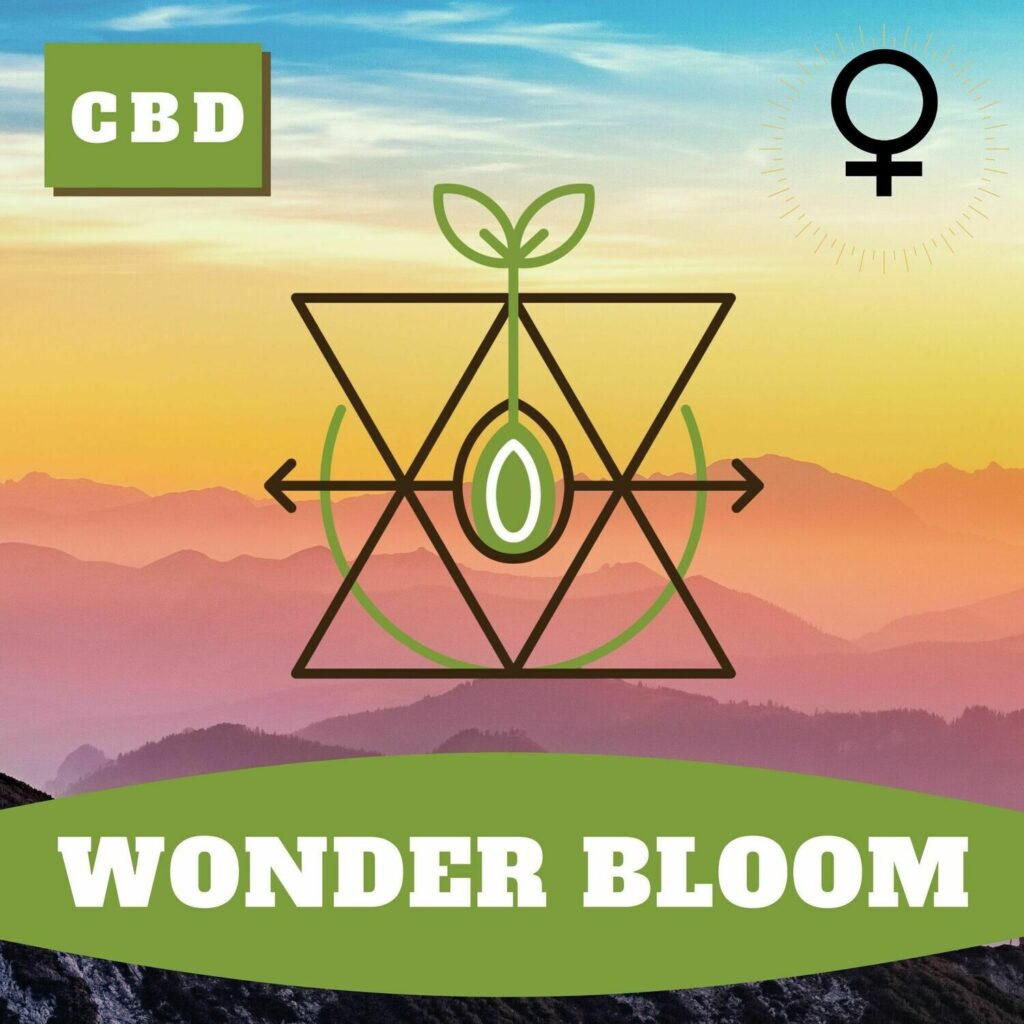 Wonder Bloom - (Cherry Blossom x Karmatonic Z) - CBD - (F) - Dagga Garden