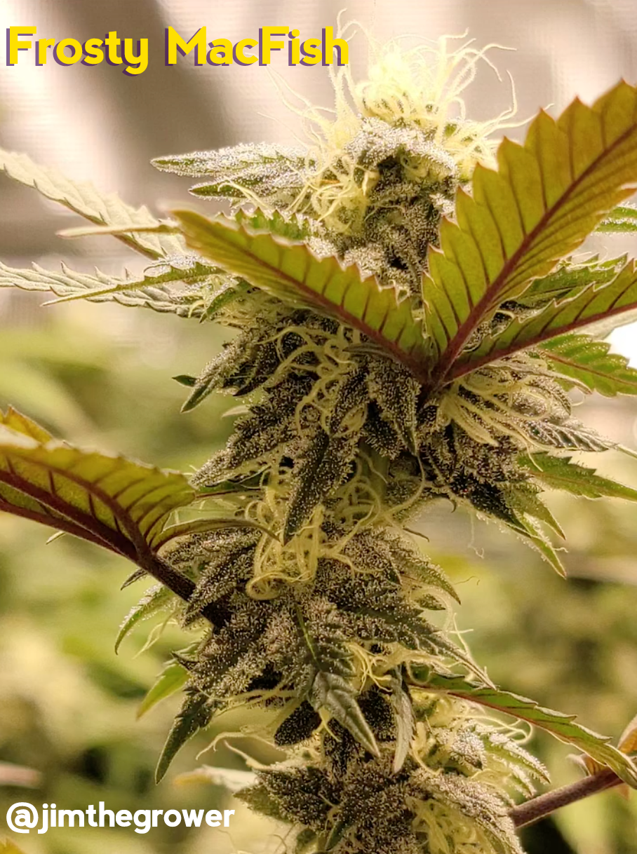 FrostyMacFish (Mac Fish #6 x Frosty Fish) - Dagga Garden