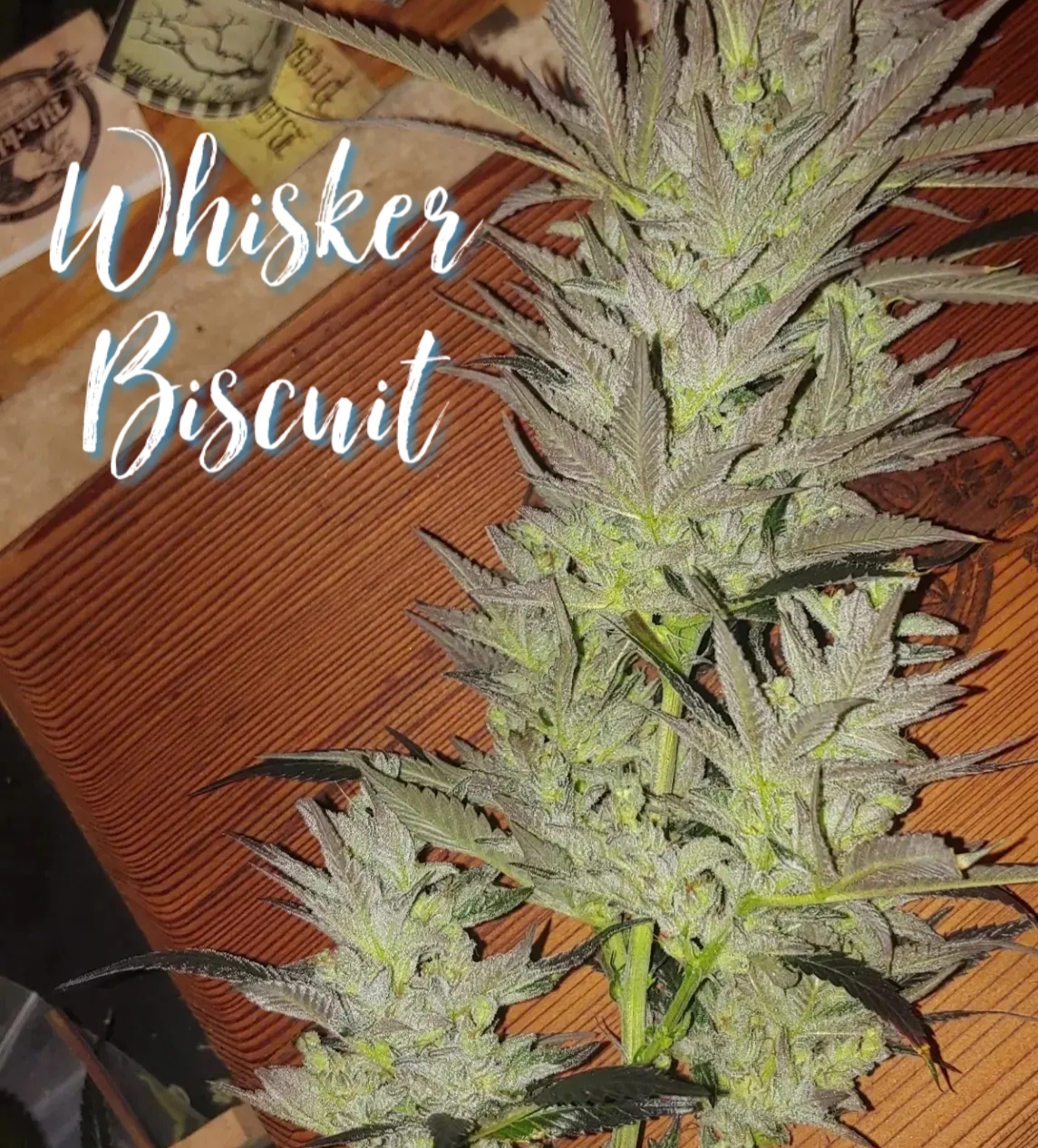 Whisker Biscuit F3 (Gorilla Biscuit x Vietnamese Black) - Dagga Garden