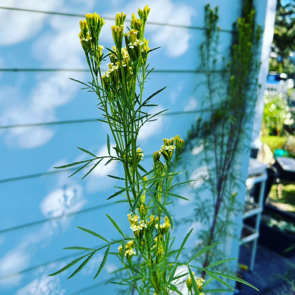 Peruvian Mint - Dagga Garden