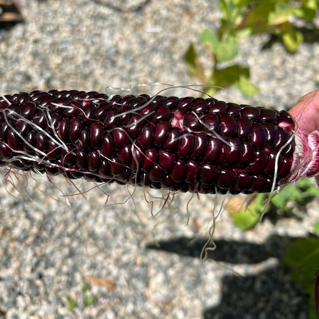 Double Red Corn - Dagga Garden