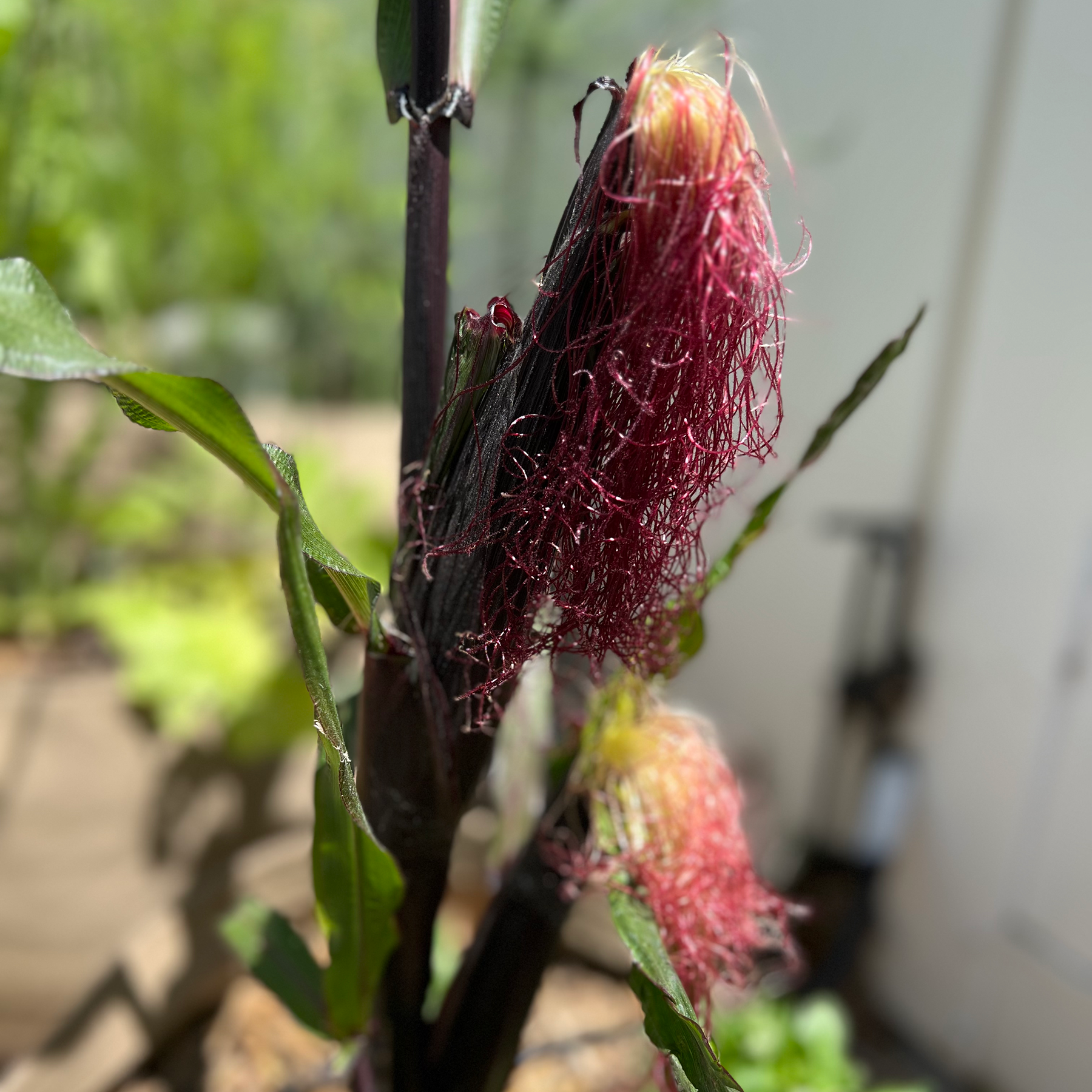 Double Red Corn - Dagga Garden