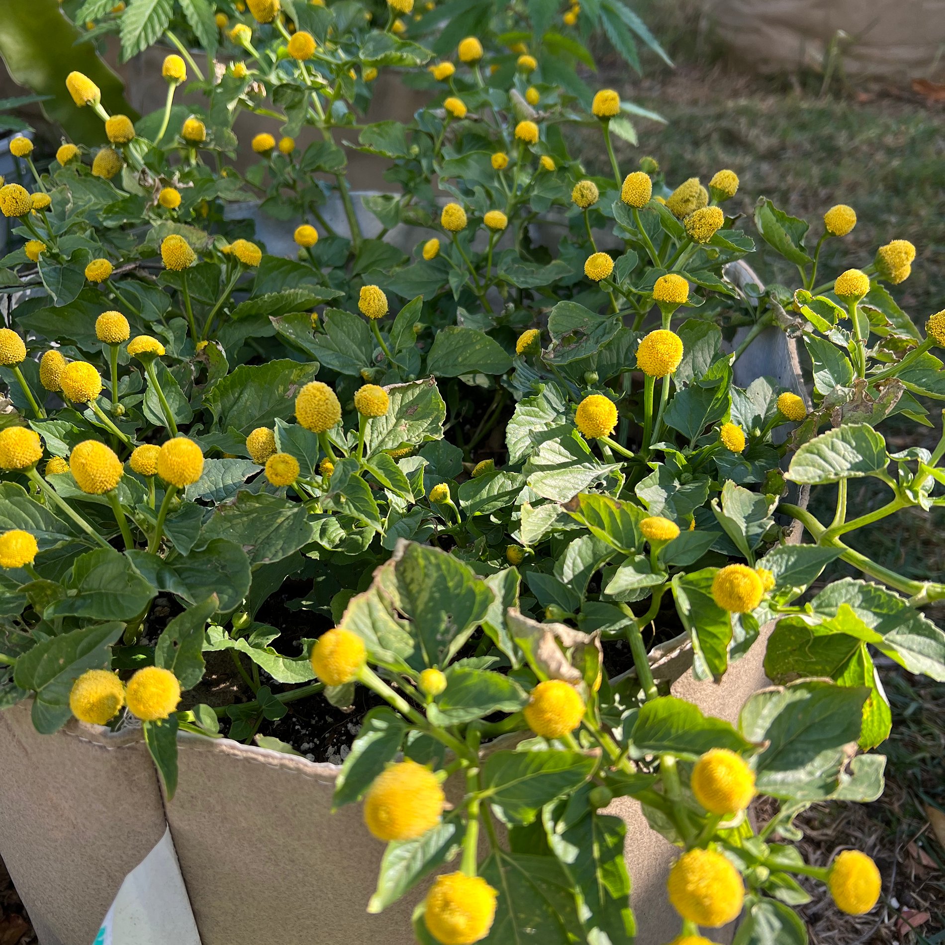 Yellow Toothache Plant - Dagga Garden