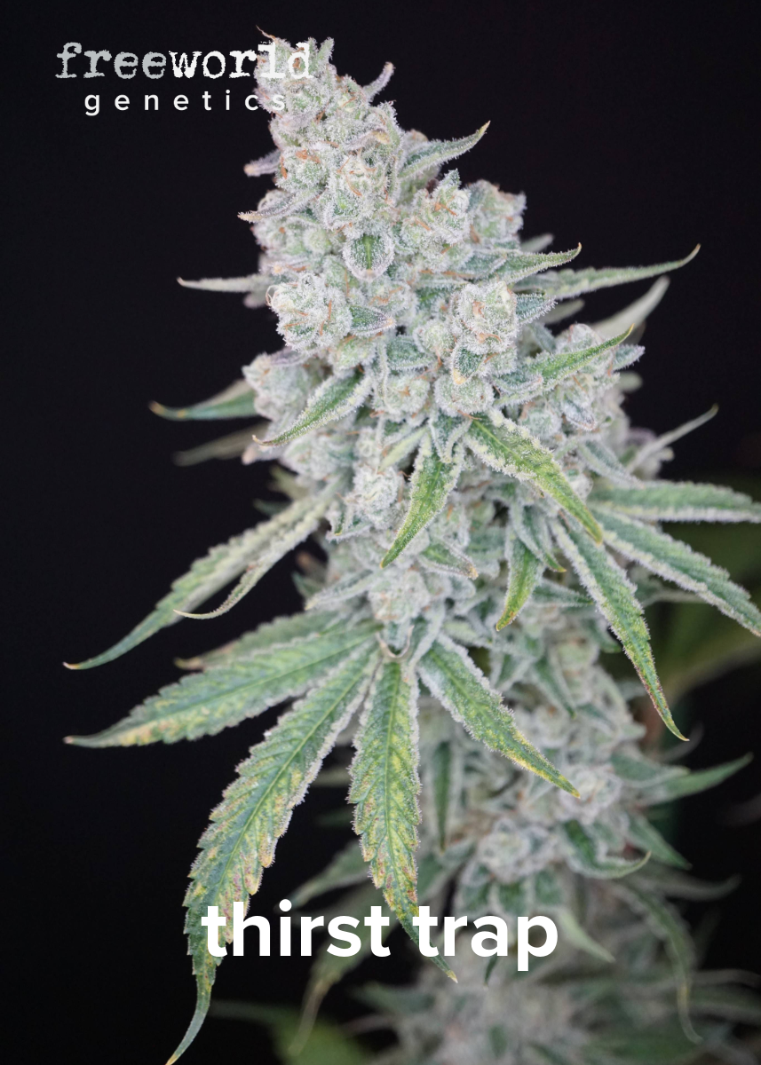 Thirst Trap (Sherbert Creamsicle x Icebox Pie) - Dagga Garden