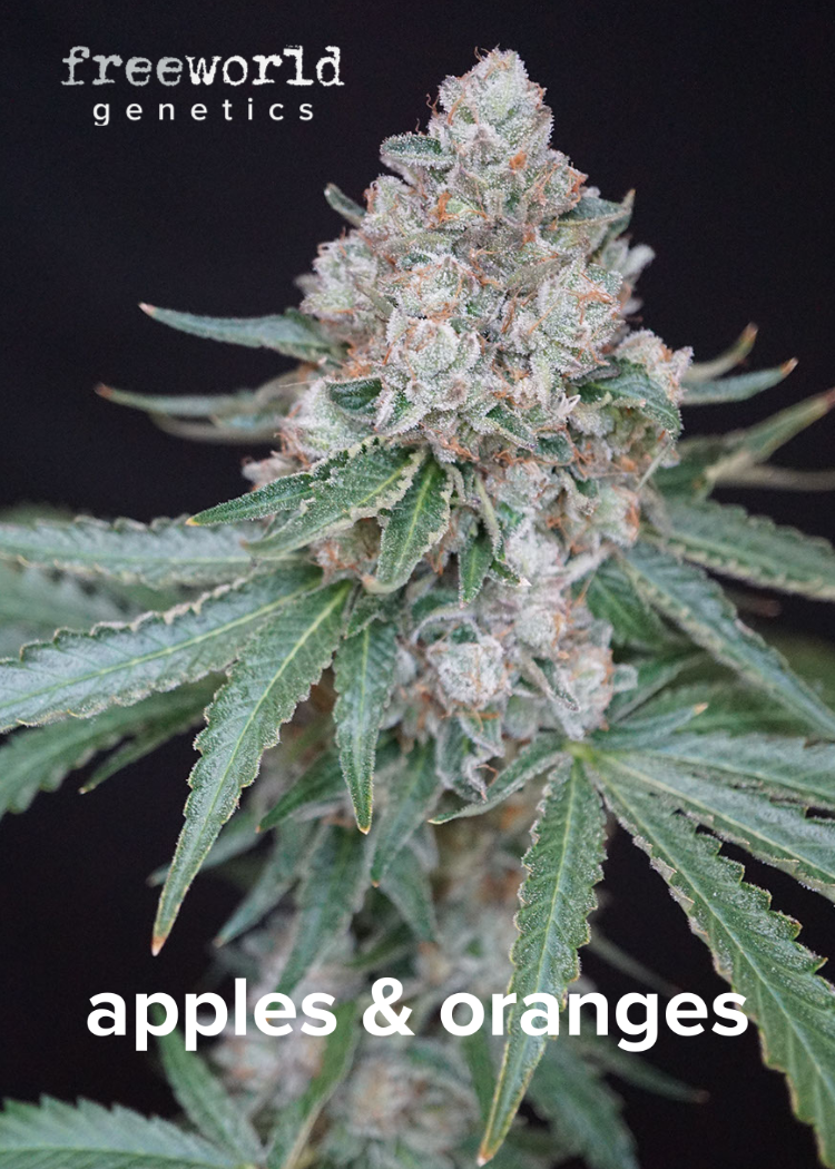 Apples & Oranges (Apple Fritter x Early Orange) - Dagga Garden