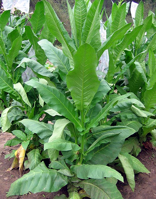 Comstock Spanish Tobacco - Dagga Garden