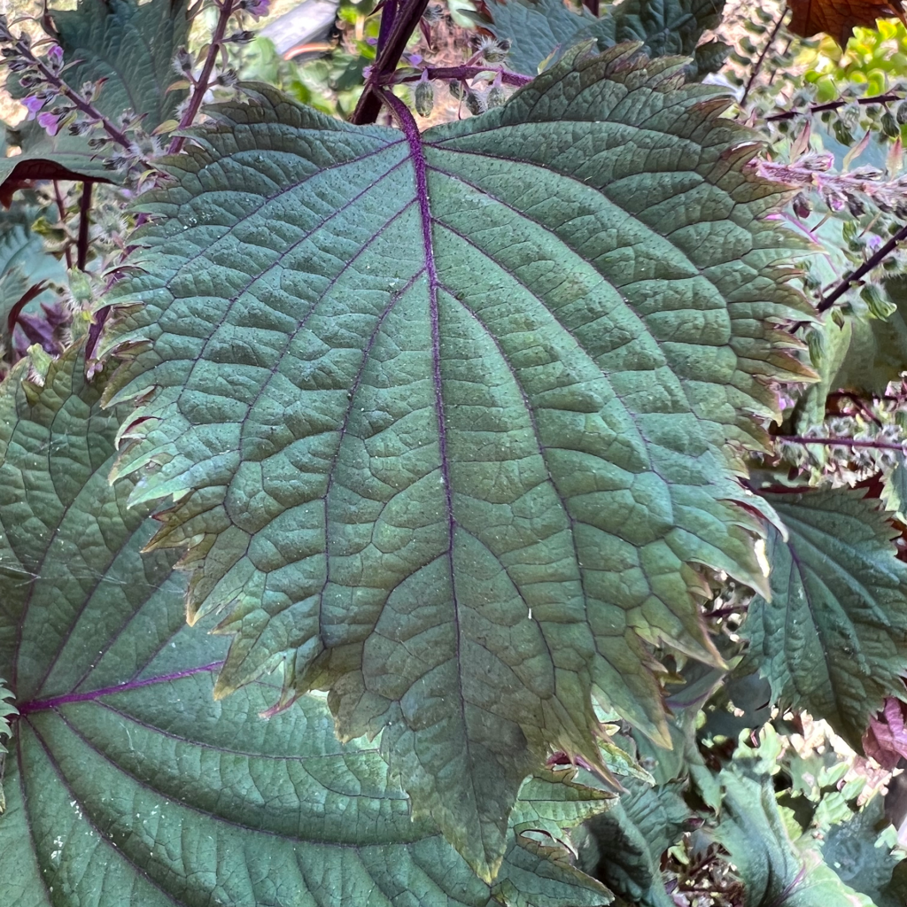 Shiso - Dagga Garden