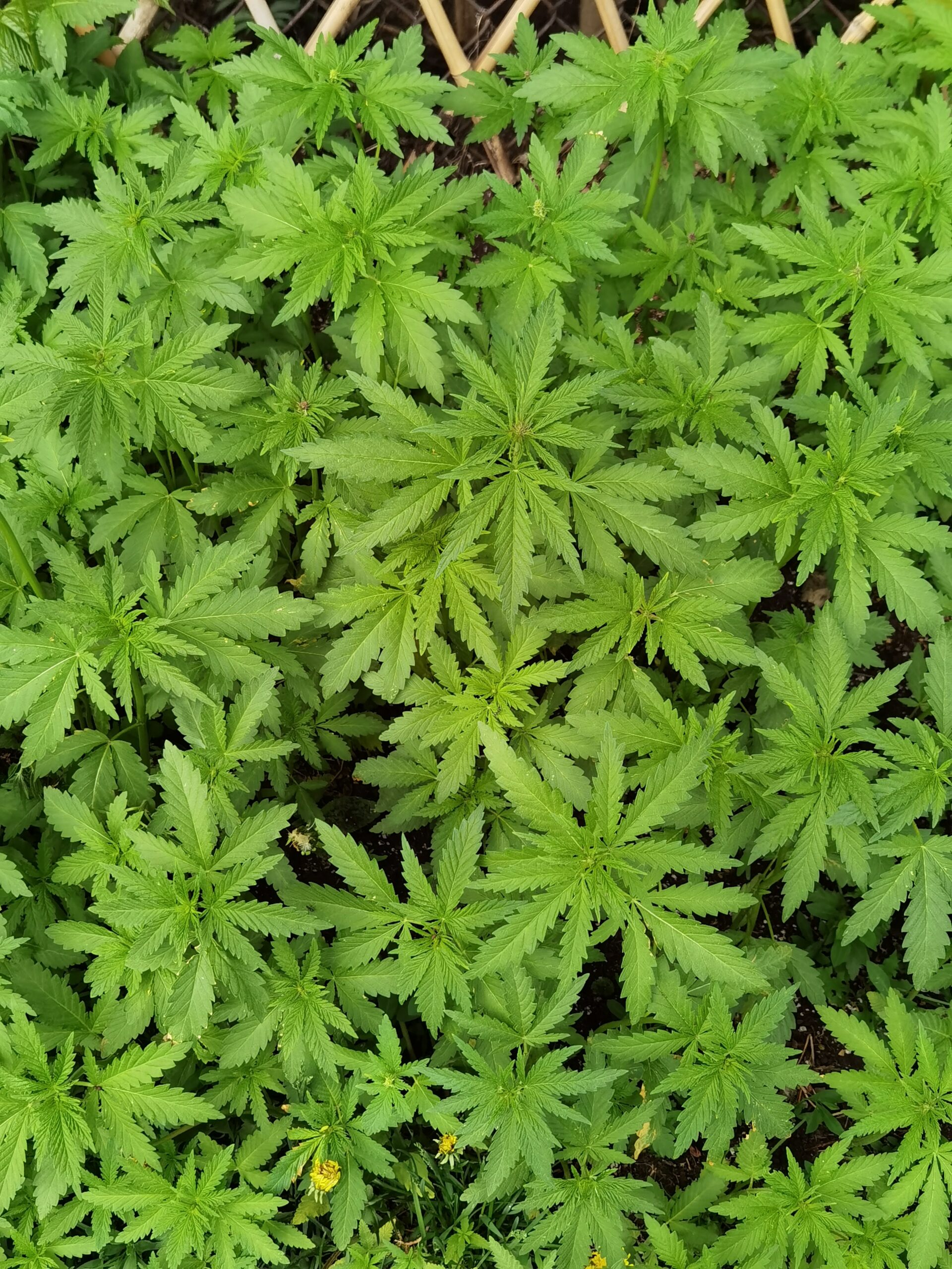 Siberian Ruderalis - Dagga Garden