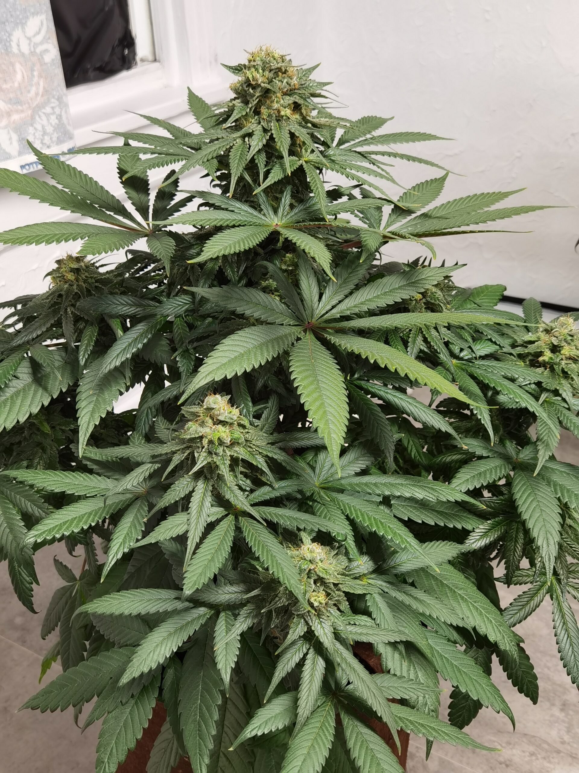 Northern Lights Lemon Skunk - Dagga Garden