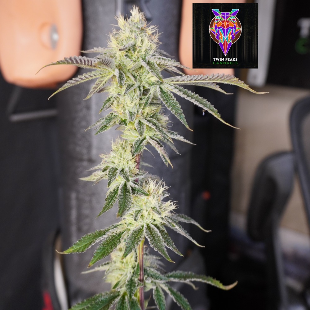 No Joke - Dagga Garden