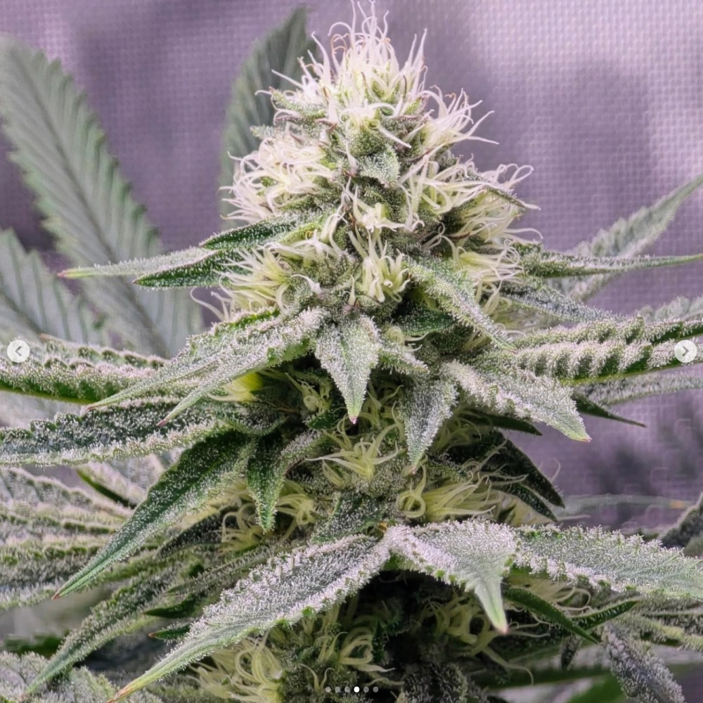 No Joke - Dagga Garden