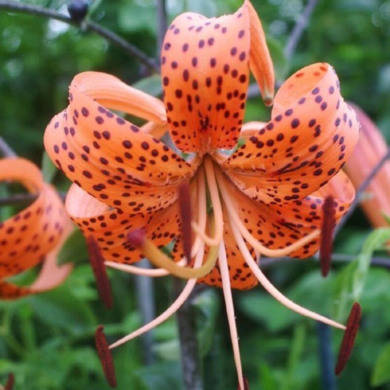 Tiger Lily - Dagga Garden