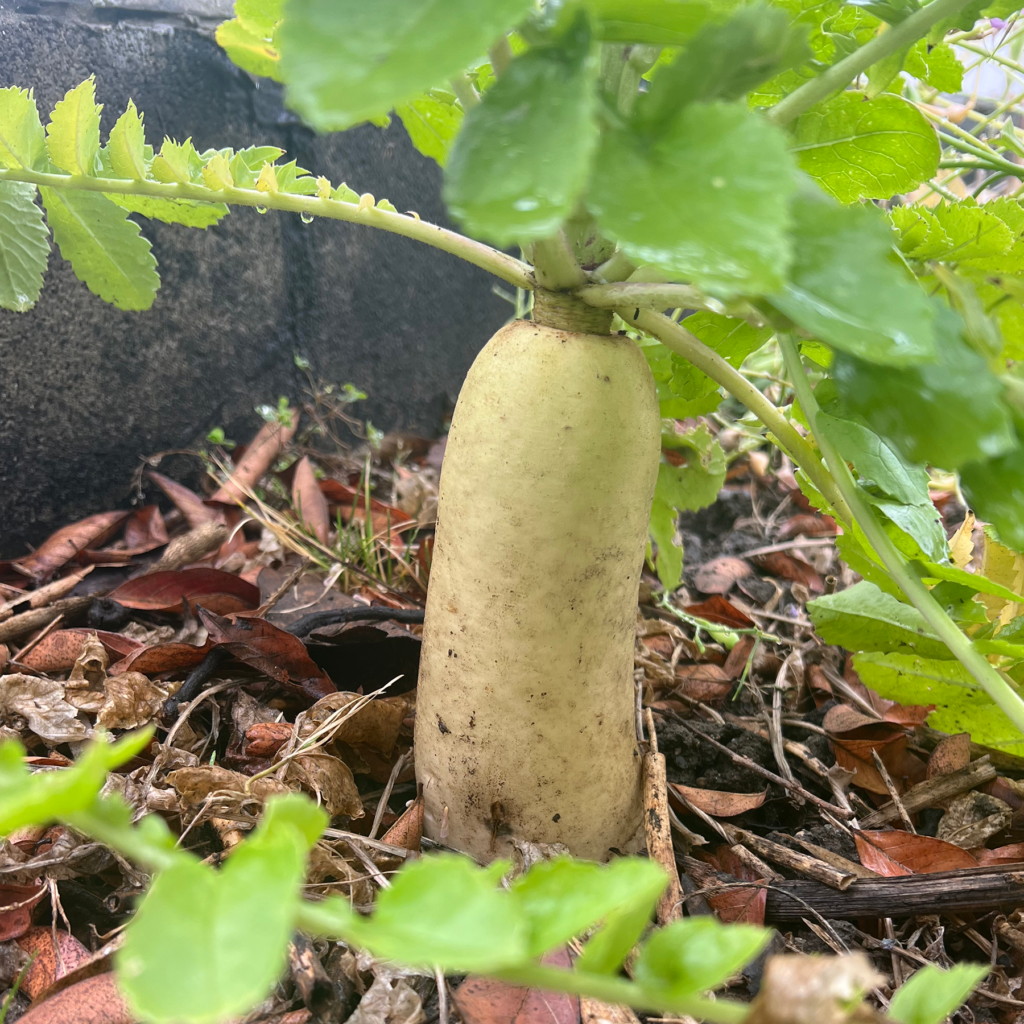Luobo Radish - Dagga Garden