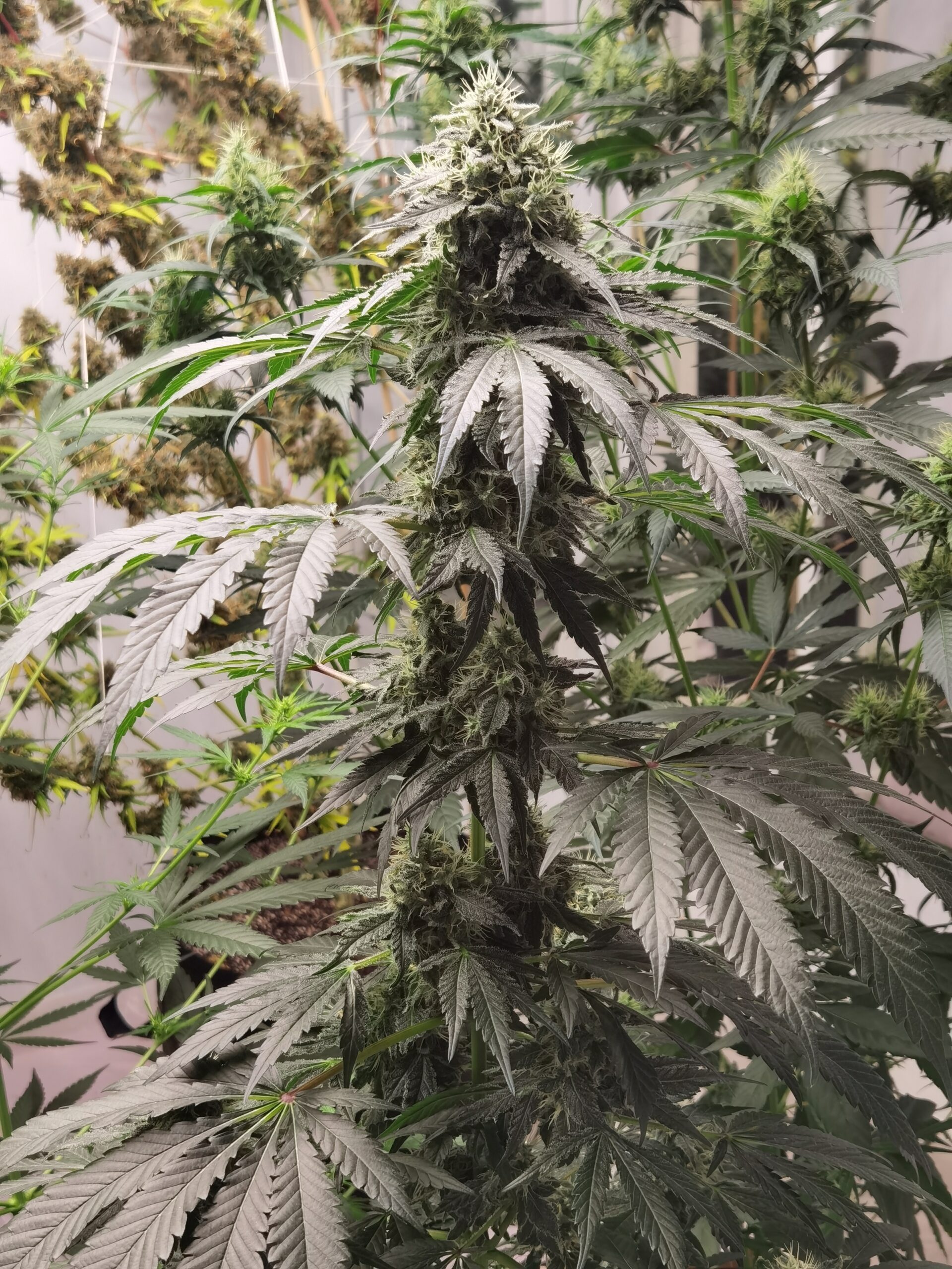 Britney's Frozen Lemons X Tangie - Dagga Garden