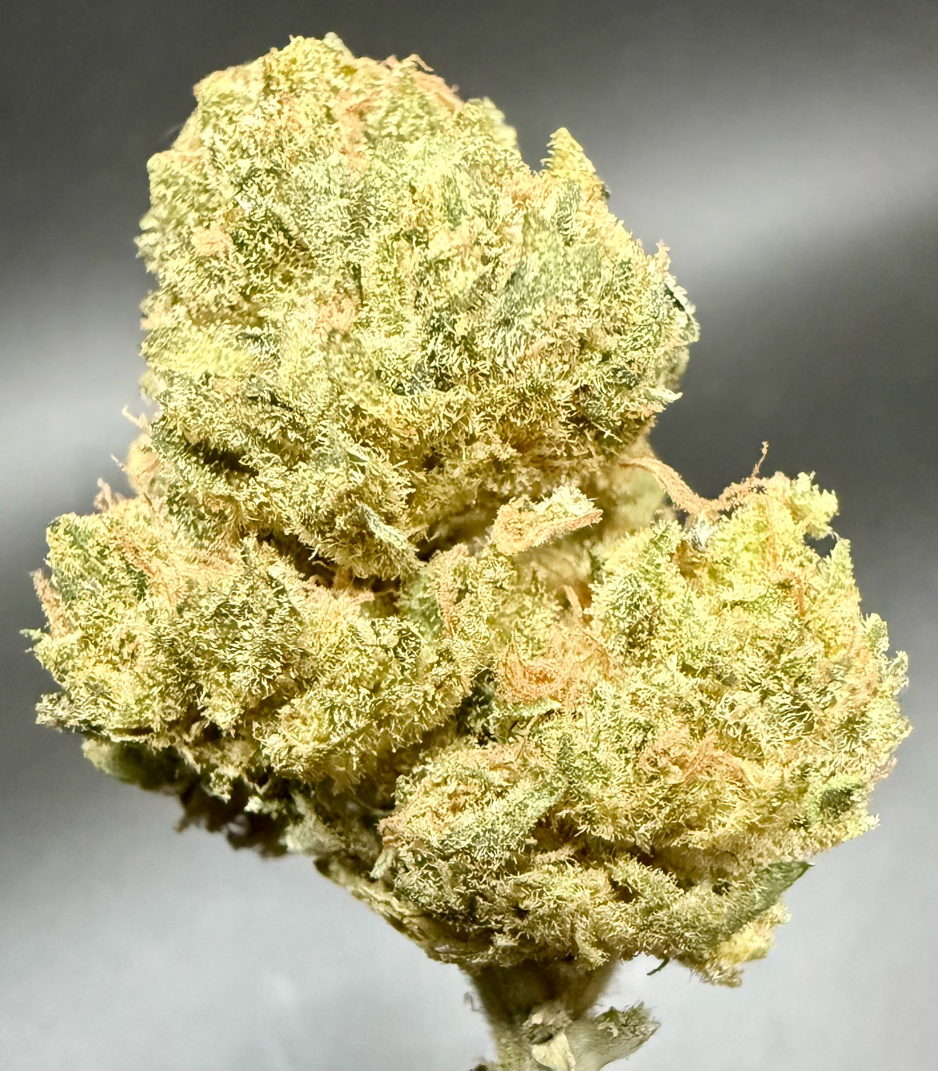 Northern Moonlight (Northern Lights x Raspberry Moon Cheese) - Dagga Garden