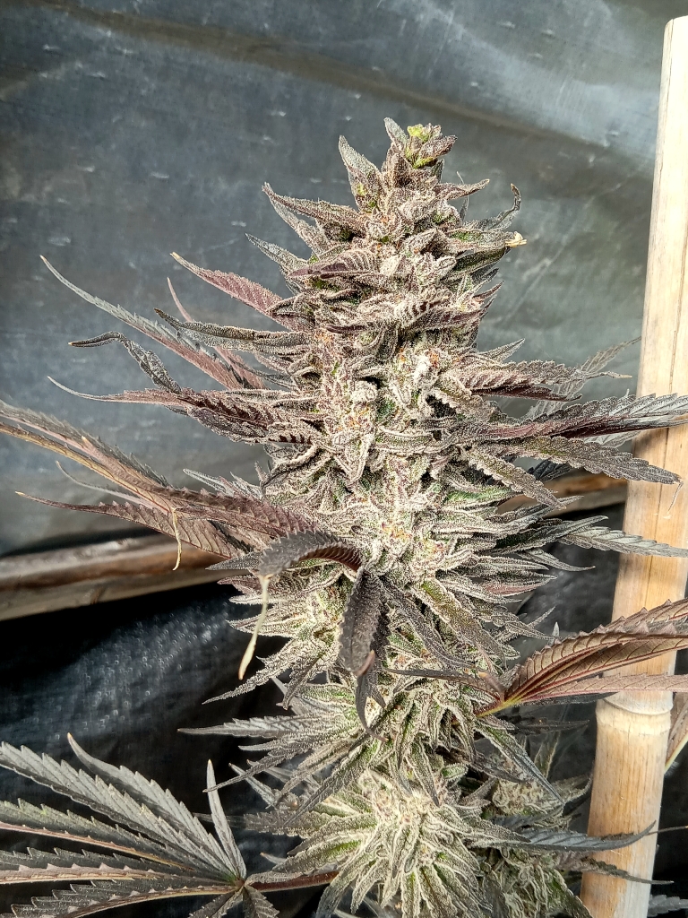 Solar Powered Sun Destroyer (Lucid Dream x Goji OG) - Dagga Garden