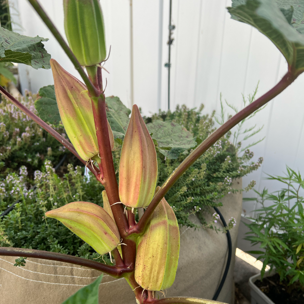 Okra, Alababa Red - Dagga Garden