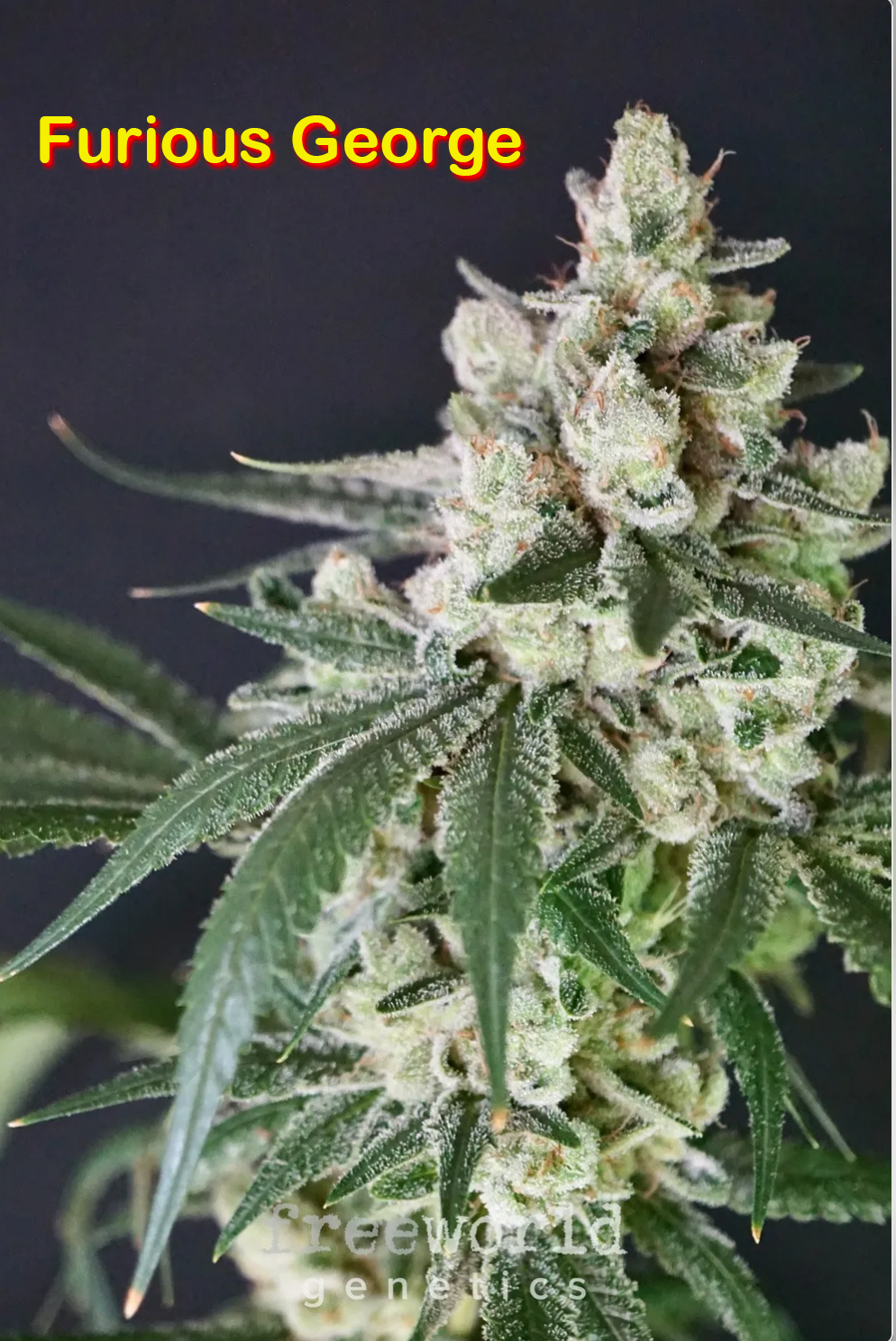 White Wine Supernova (Starfruit Skunk x Furious George) - Dagga Garden