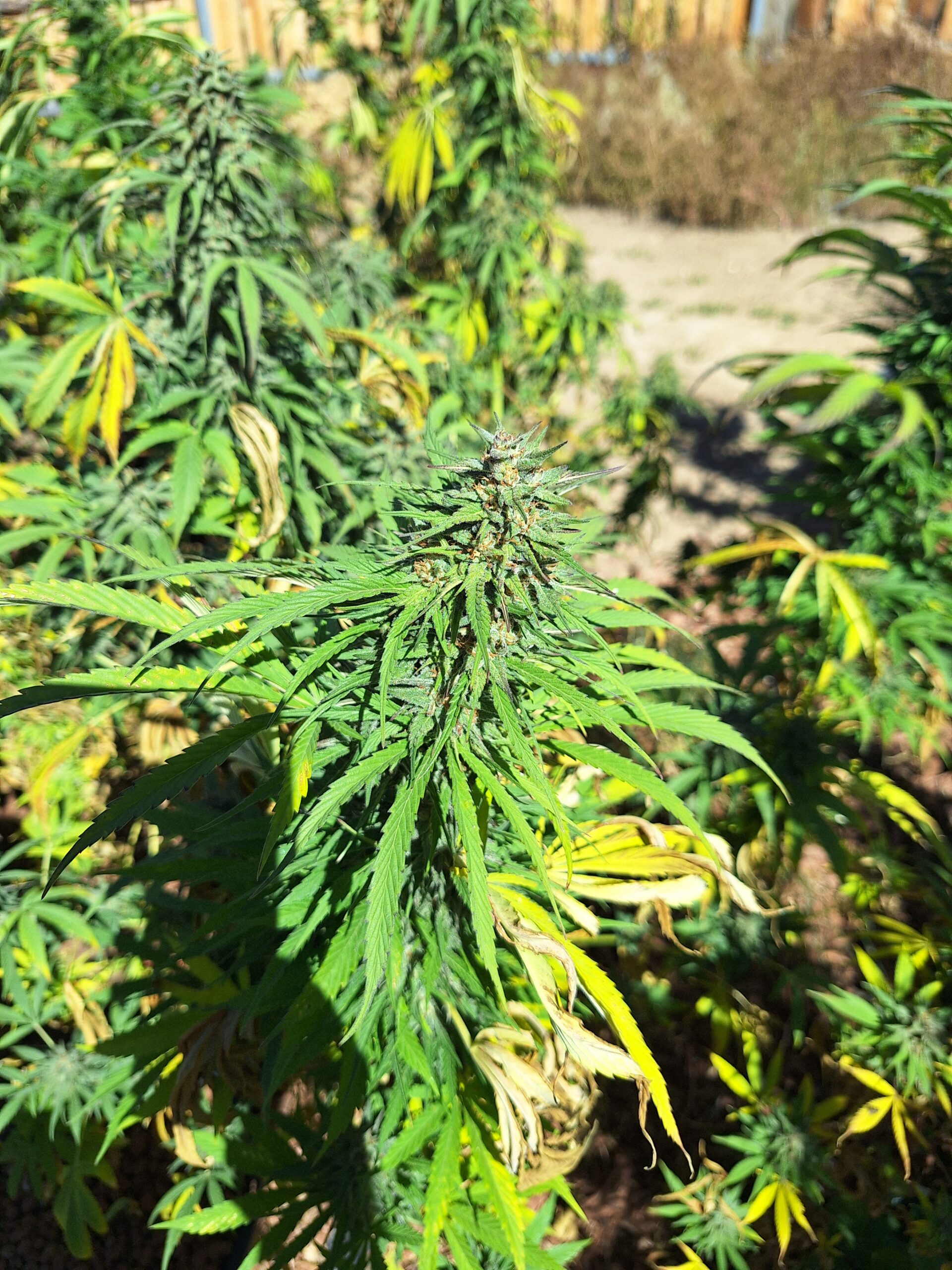 Blue Cheese x Lemon Skunk - Dagga Garden