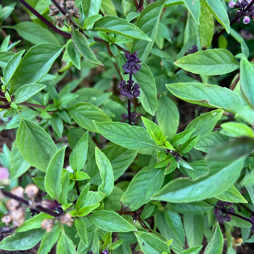 Thai Basil - Dagga Garden