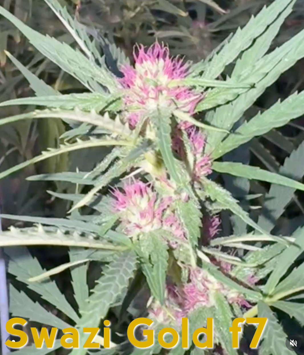 Bintang Mas x Swazi Gold F7 - Dagga Garden